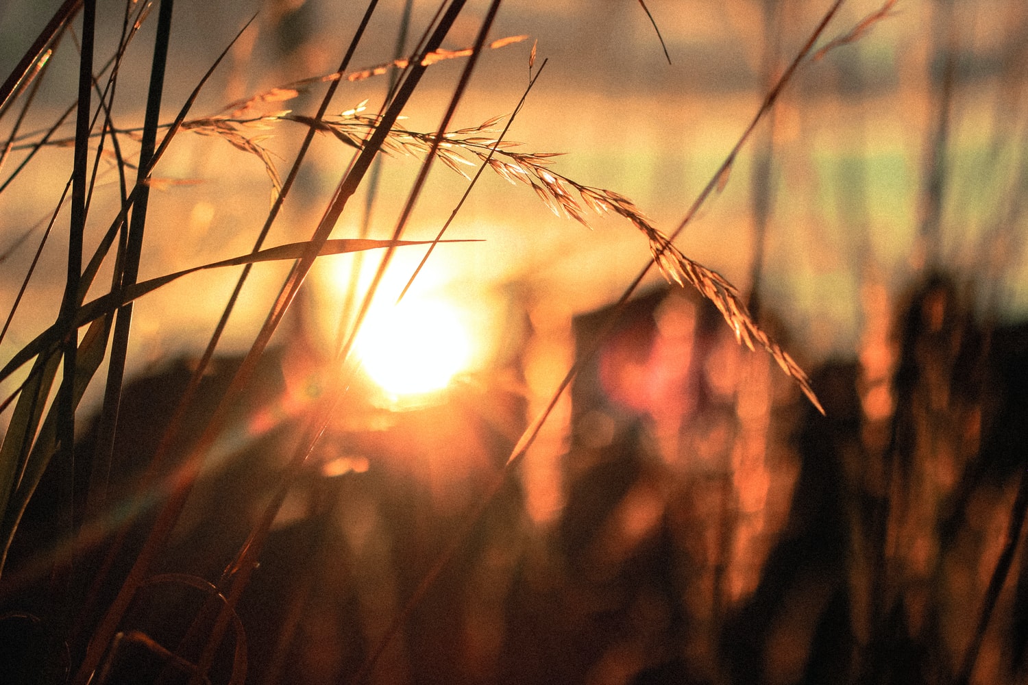 wheat background3 | Marshall Chapel Missionary Baptist Church